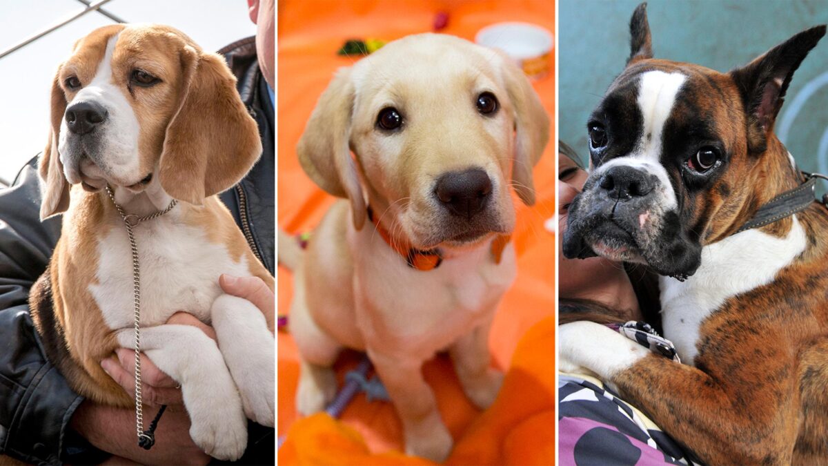 How To Choose A Dog Breed (The BEST Guide!) - All About Pups