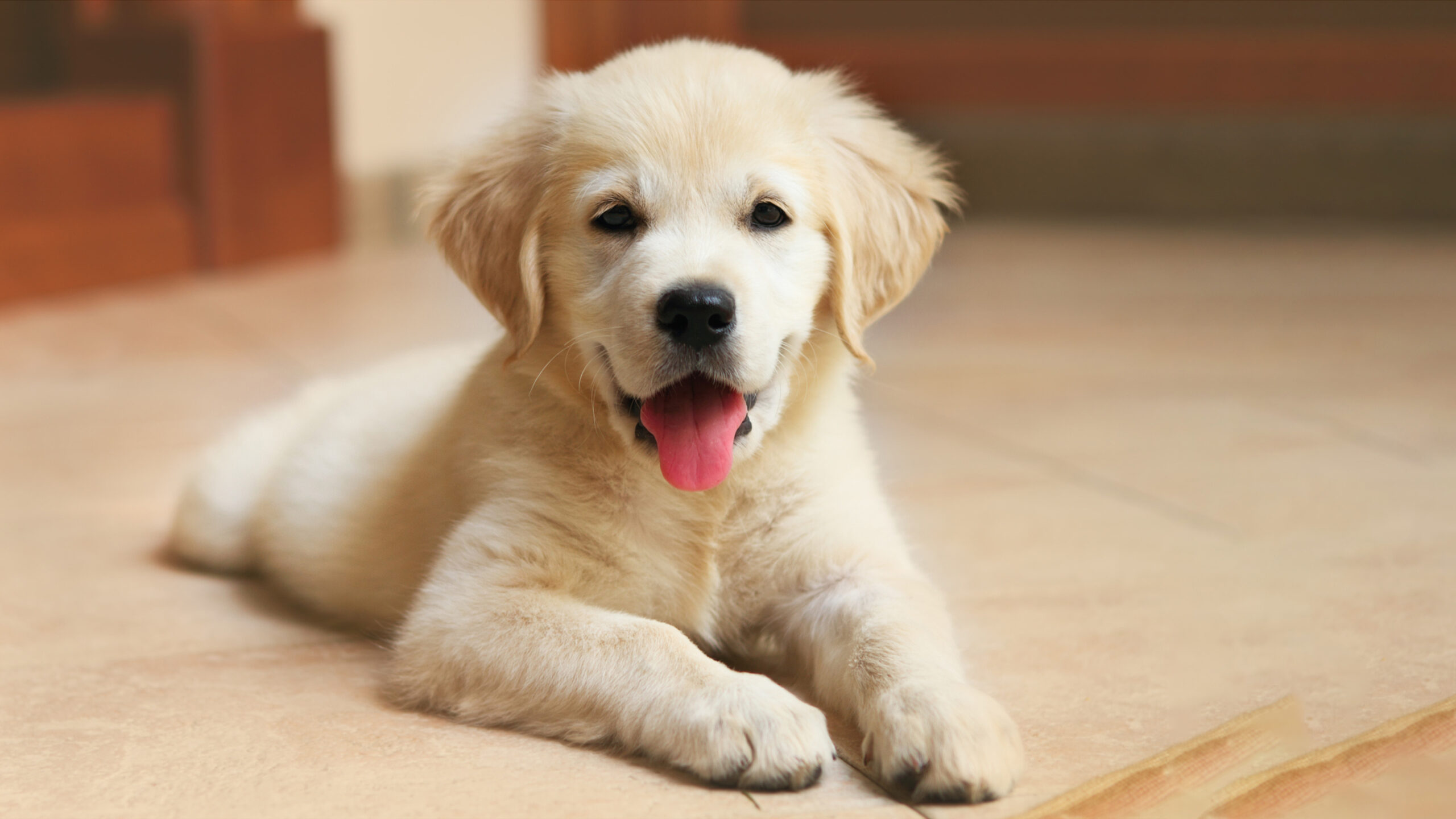 The First 30 Days with Your New Puppy: Our BEST Tips - All About Pups
