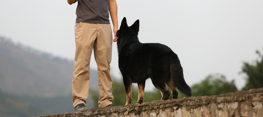 Training Adult Dog: 8 Essential Tips - All About Pups